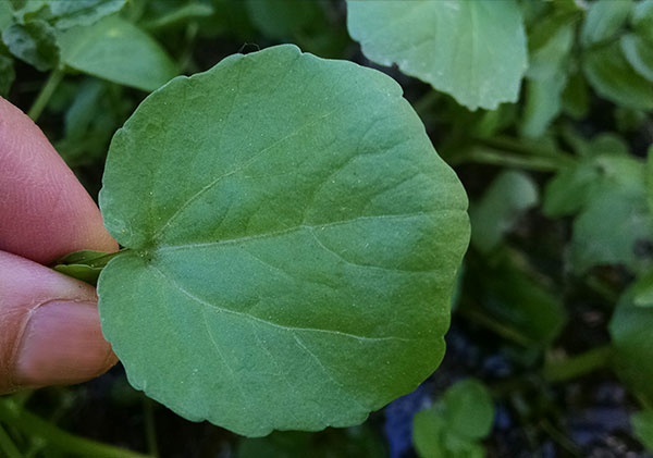 What is Watercress Good For? How to Identify and Harvest Wild Varieties