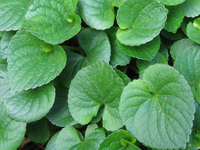 Wild Edible Greens, Foraging Your Own Wild Superfoods