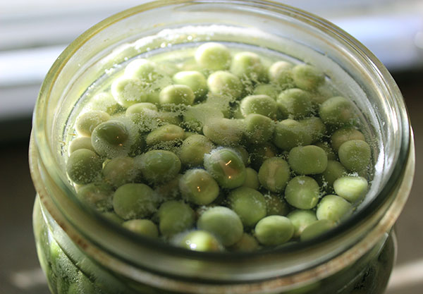 Pea Shoots, The Tender New Sprouting Green