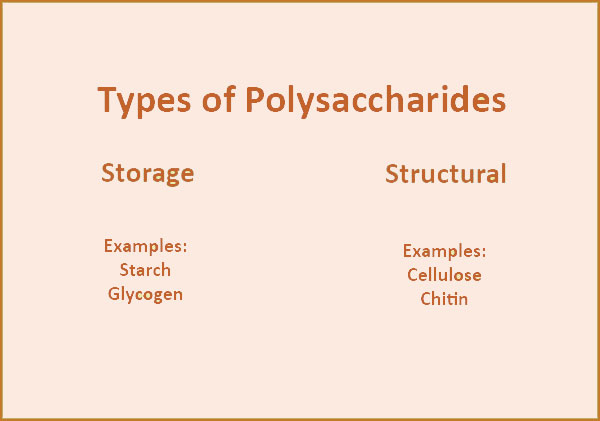 Benefits of Polysaccharides, Dietary Sources of Long Chain Sugars
