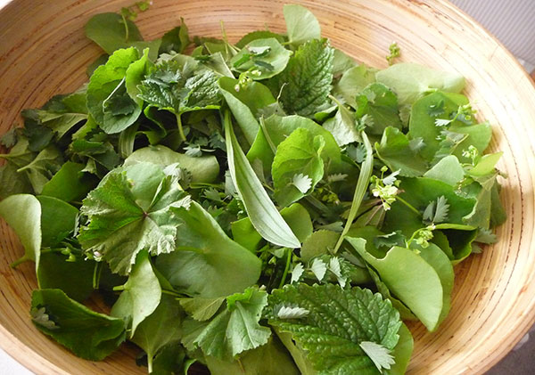 Wild Edible Greens, Foraging Your Own Wild Superfoods