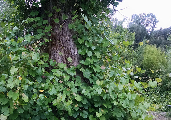 About Wild Grape Leaves and How to Harvest and Prepare Them