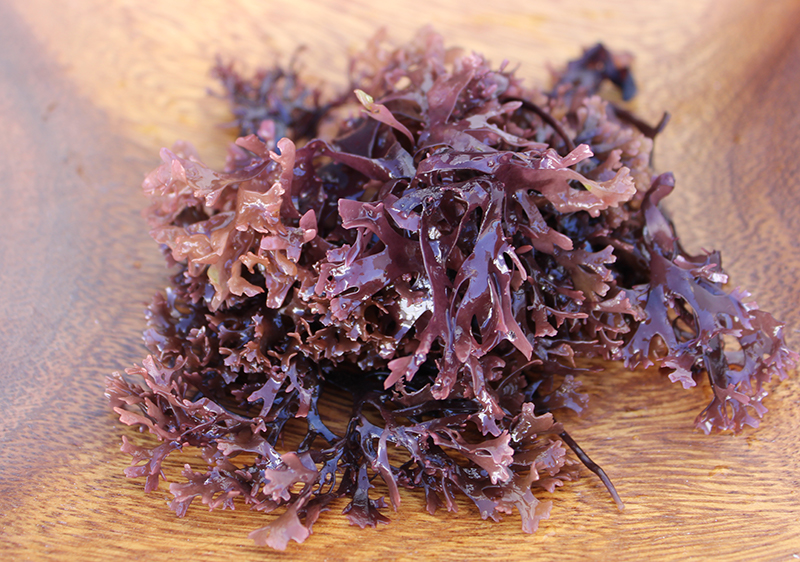 Sea Moss Benefits | Trending Uses & Honest Review