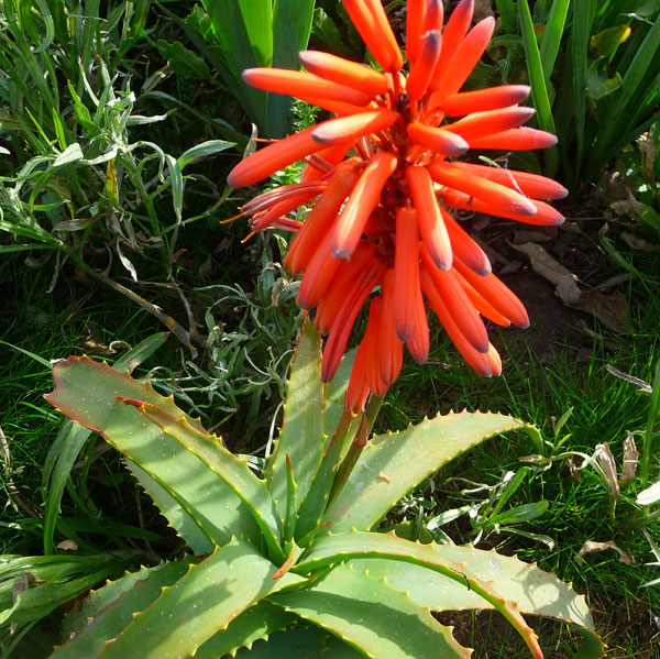 Aloe Vera Benefits as a Nutritious Dietary Superfood