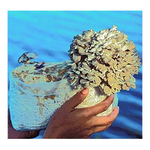 Maitake D-Fraction, An Immune Enhancing Medicinal Mushroom