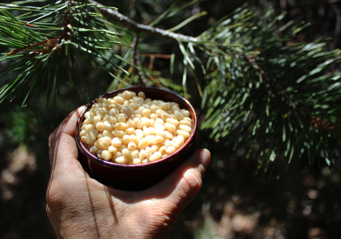 About Pine Nuts and Their Nutritional Properties