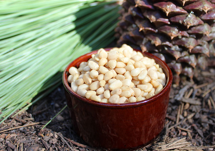 About Pine Nuts and Their Nutritional Properties