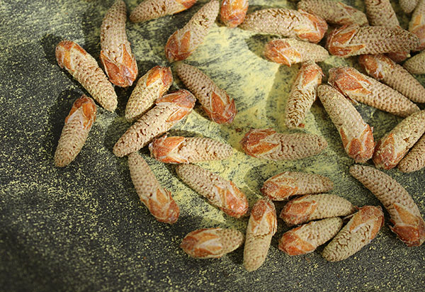Pine Pollen Benefits,The Superfood from the Pine Tree Pine Pollen Benefits,The Superfood from the Pine Tree