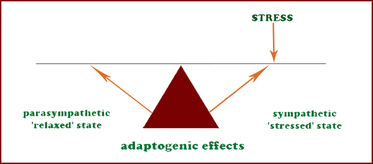 What are Adaptogens? Energizing and Immune Modulating Tonics