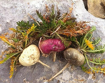 What is Maca Root and Why is It a Superfood?