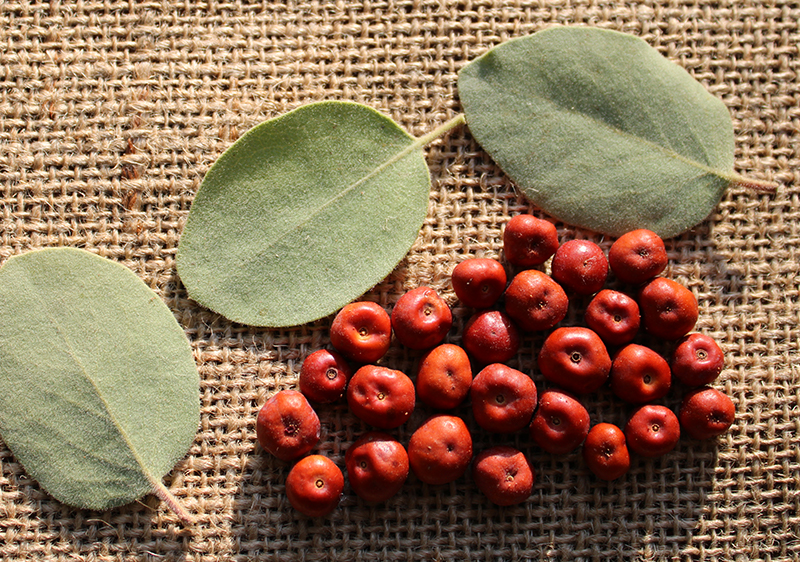 Wild Manzanita Berries and Leaves, Food and Folk Uses Wild Manzanita Berries and Leaves, Food and Folk Uses
